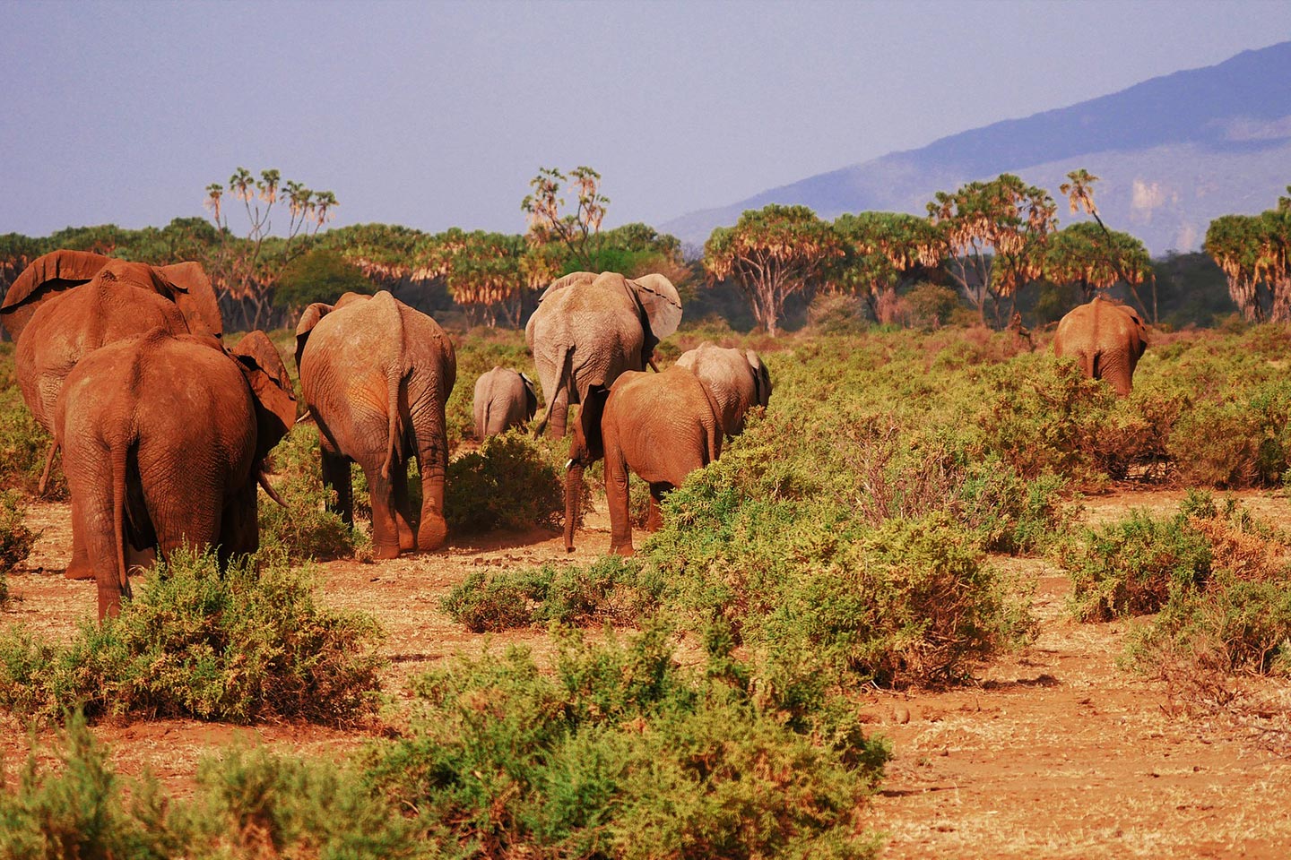 Best of Kenya Safari - Maasai Loita Tours