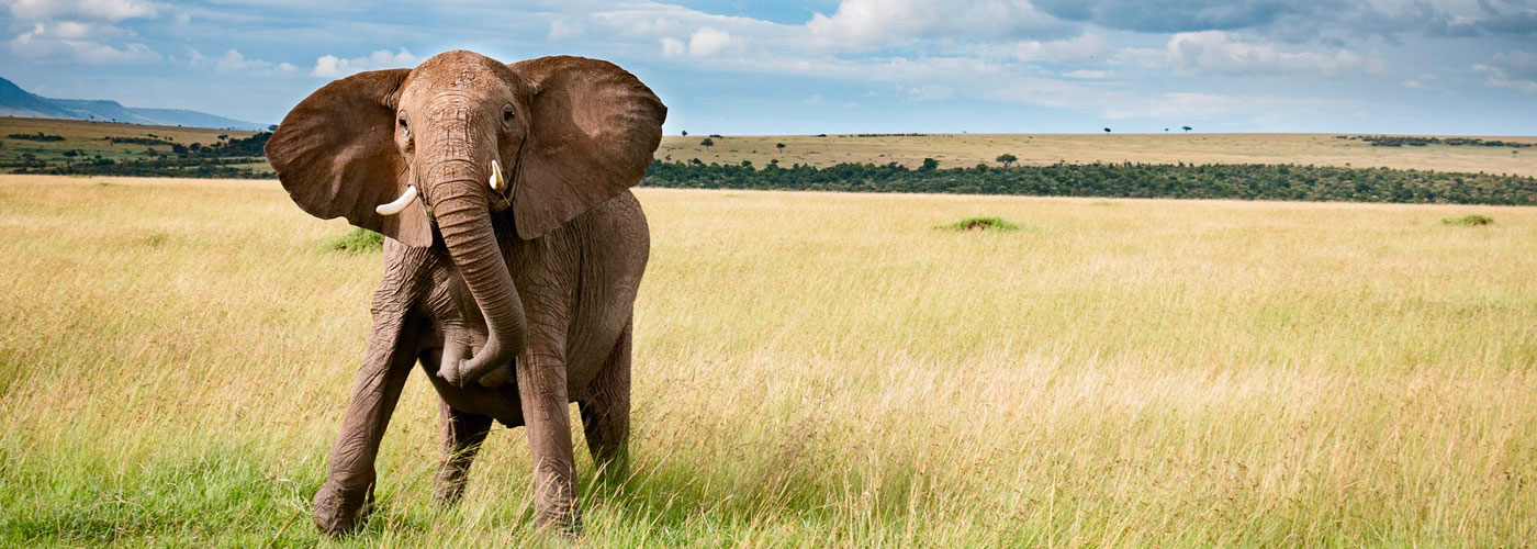Best Time to Go On Safari - Maasai Loita Tours